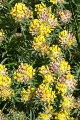 Kidney Vetch : Anthyllis vulneraria - buy online from Wild Flower Shop