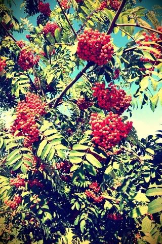 Native British Trees and Hedging